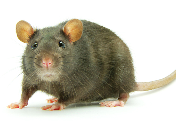 The Dead Rat in the Living Room – LifeEdited